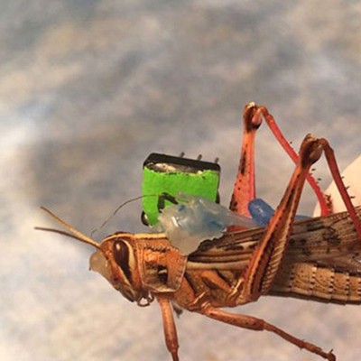 US Navy Is Rigging Locusts to Sniff Out Bombs - Defense One