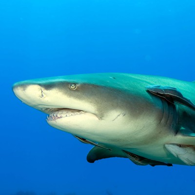 The Navy’s Future Submarines May Go to Sea with Robot Remoras - Defense One