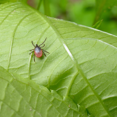 Biowarfare - Defense One